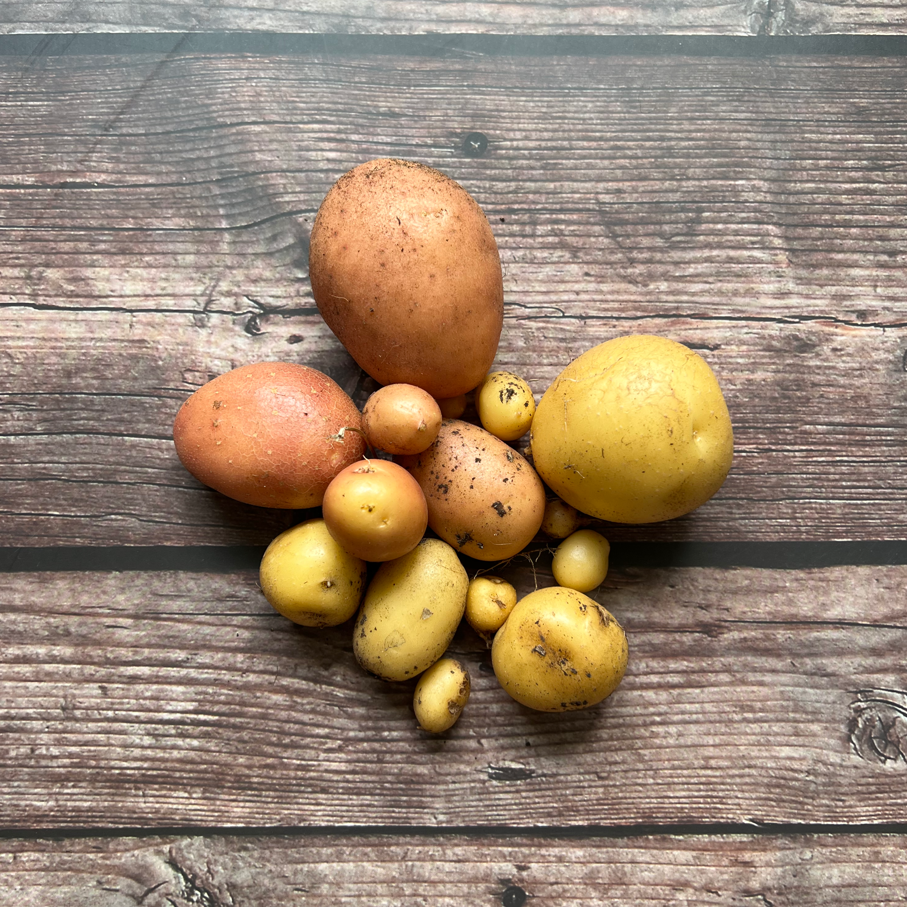 Kartoffeln auf dem Balkon: Erfülle dir deinen eigenen Ernte-Traum ...