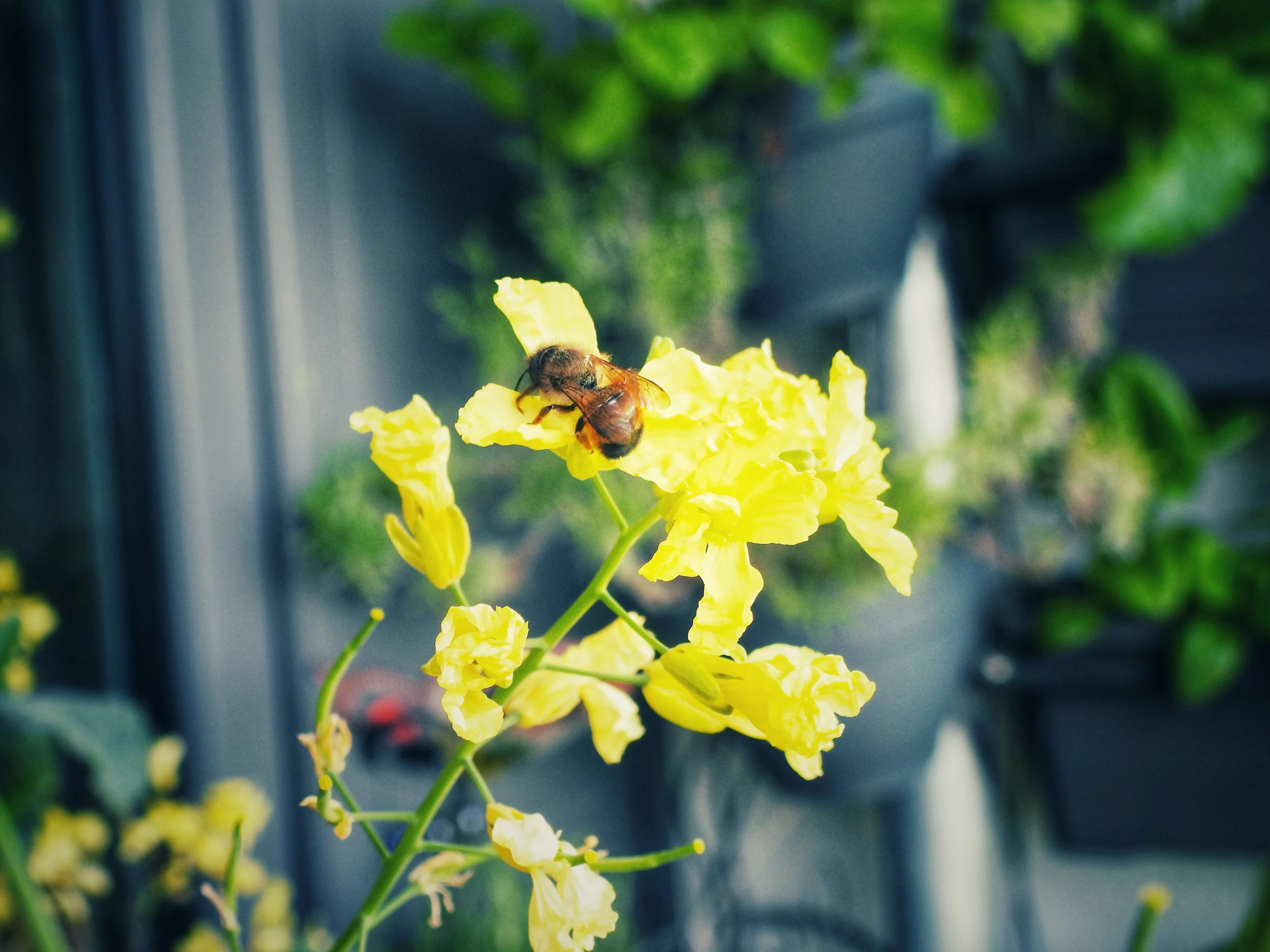 Kohl im Frühling: Junge Blätter genießen, Blüten für Bienen - Simones ...